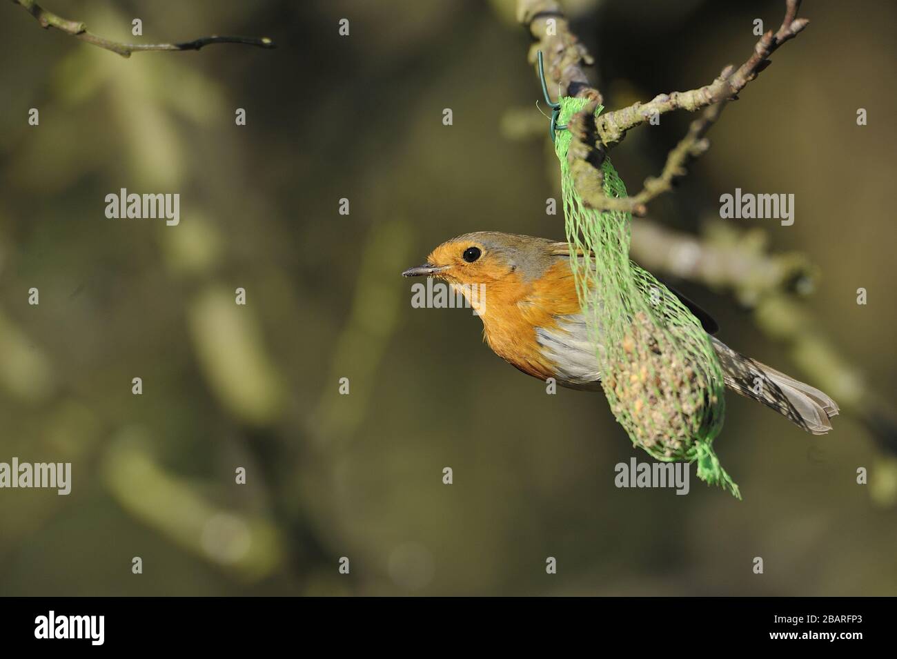 Fat robin hi-res stock photography and images - Alamy