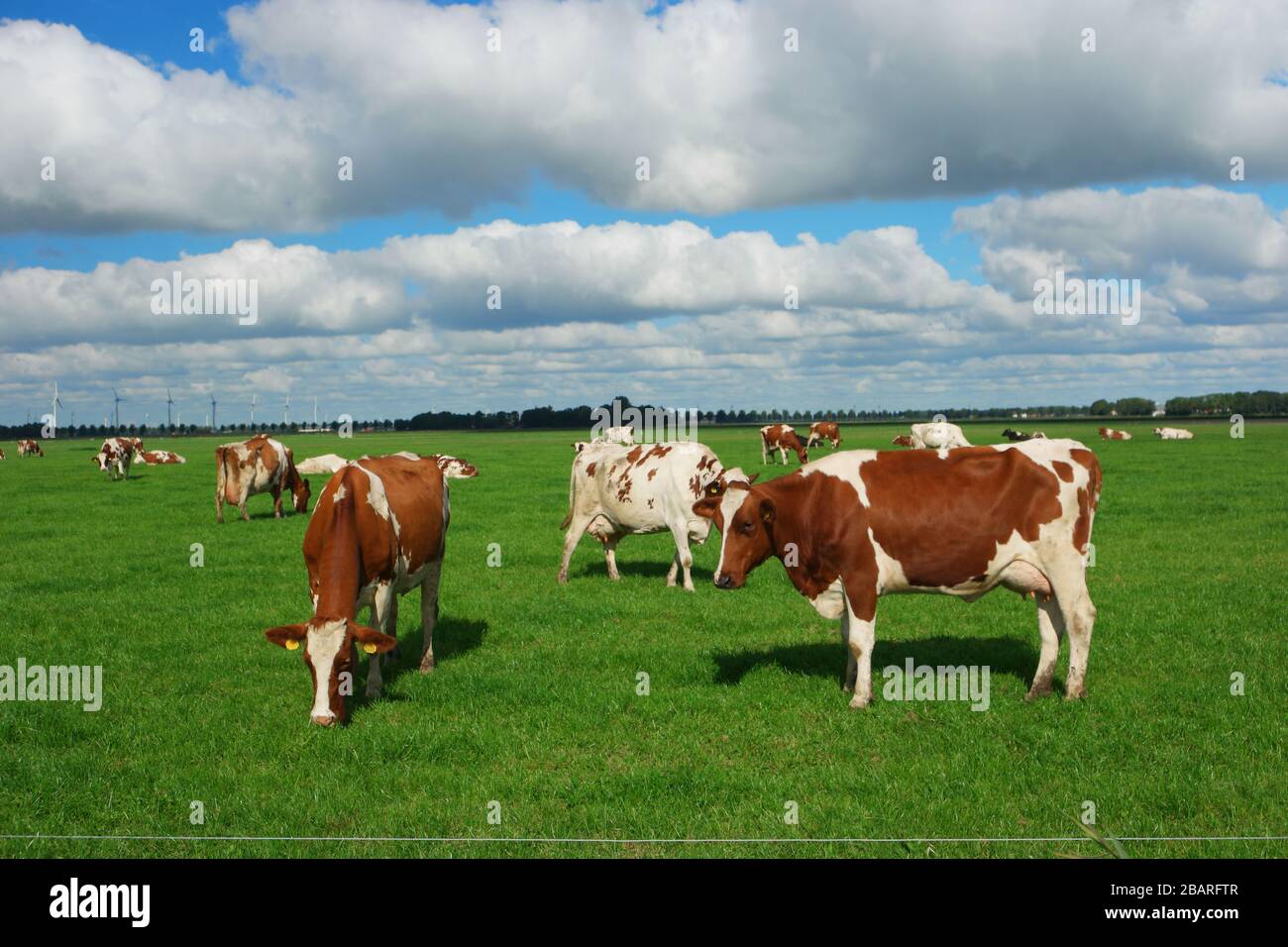 Dutch cows in the meadow during Spring in the Netherlands at ...