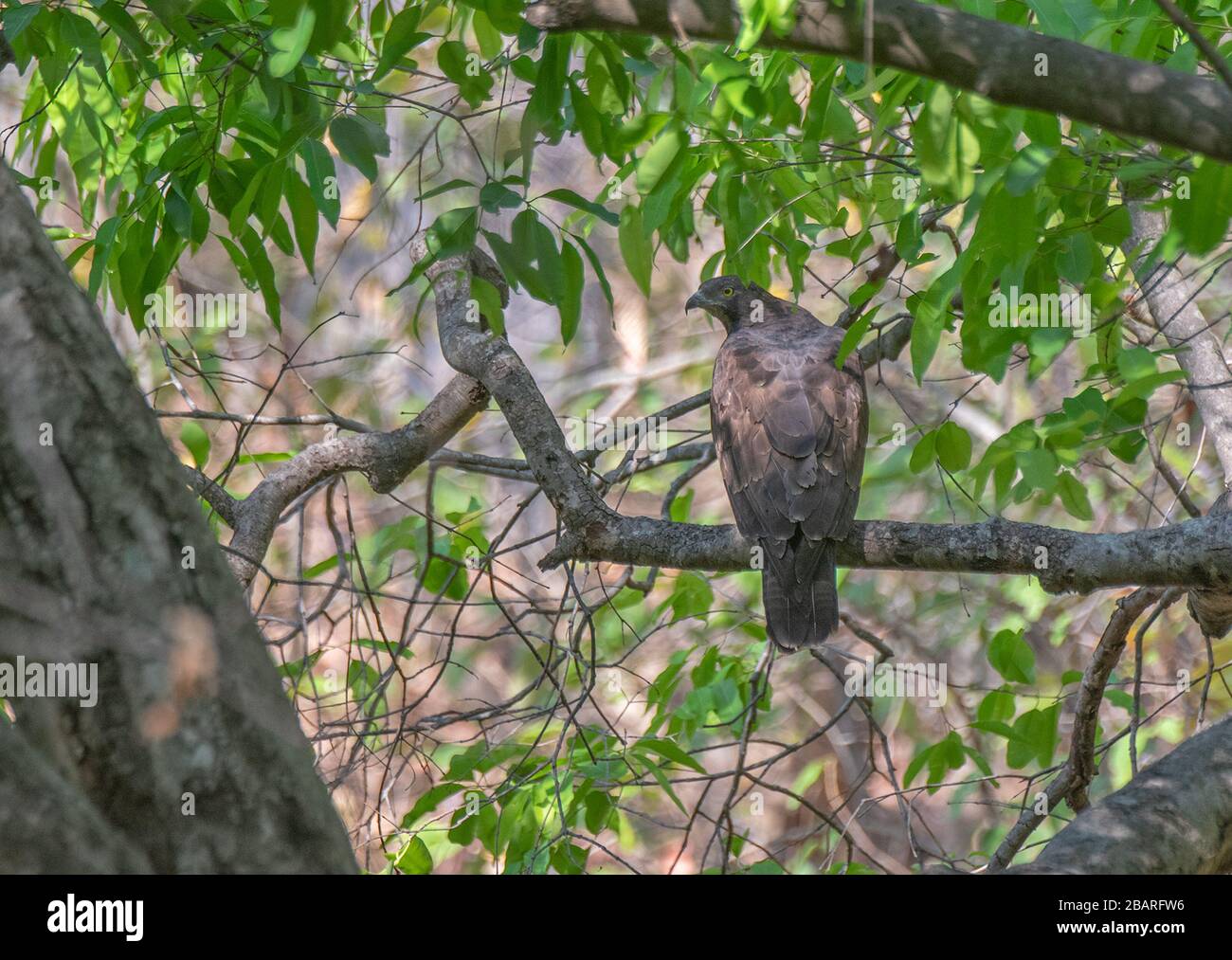 Oriental Honey Buzzard on a branch at Jim Corbett National Park ...
