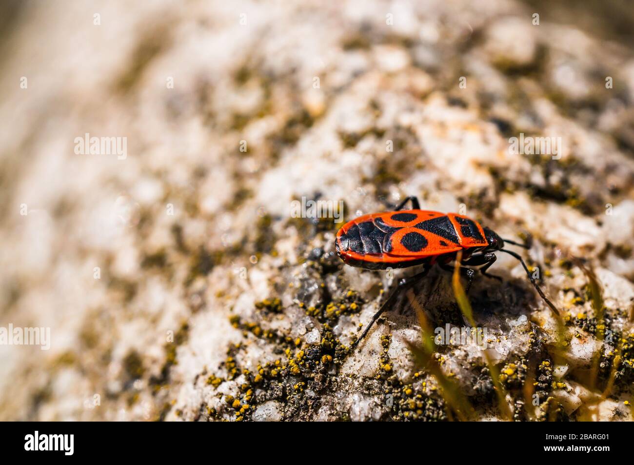 Black fire beetle hi-res stock photography and images - Alamy