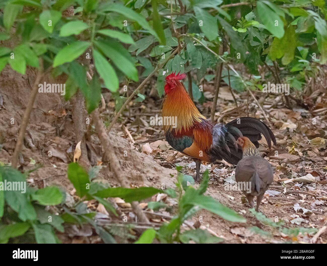 Jungle fowl hi-res stock photography and images - Alamy