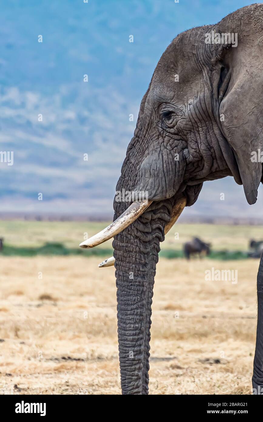 Vertical closeup shot of the head of a cute elephant in the wilderness ...