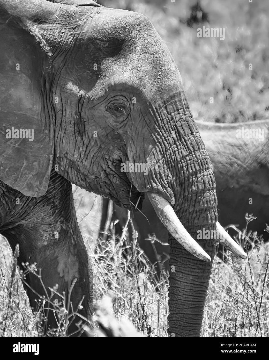 Vertical greyscale closeup shot of the head of a cute elephant in the ...