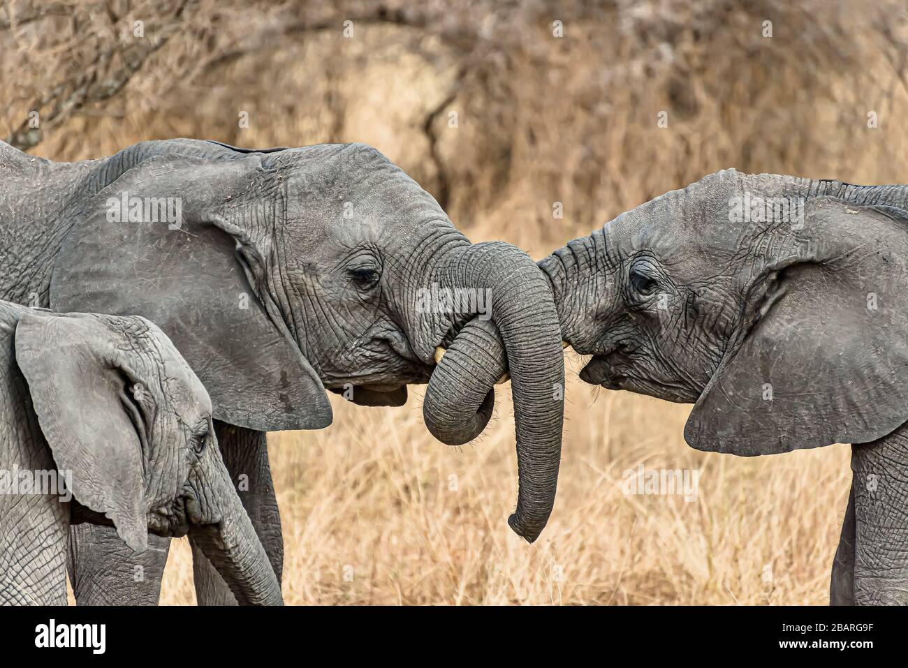Baby Elephants Holding Trunks