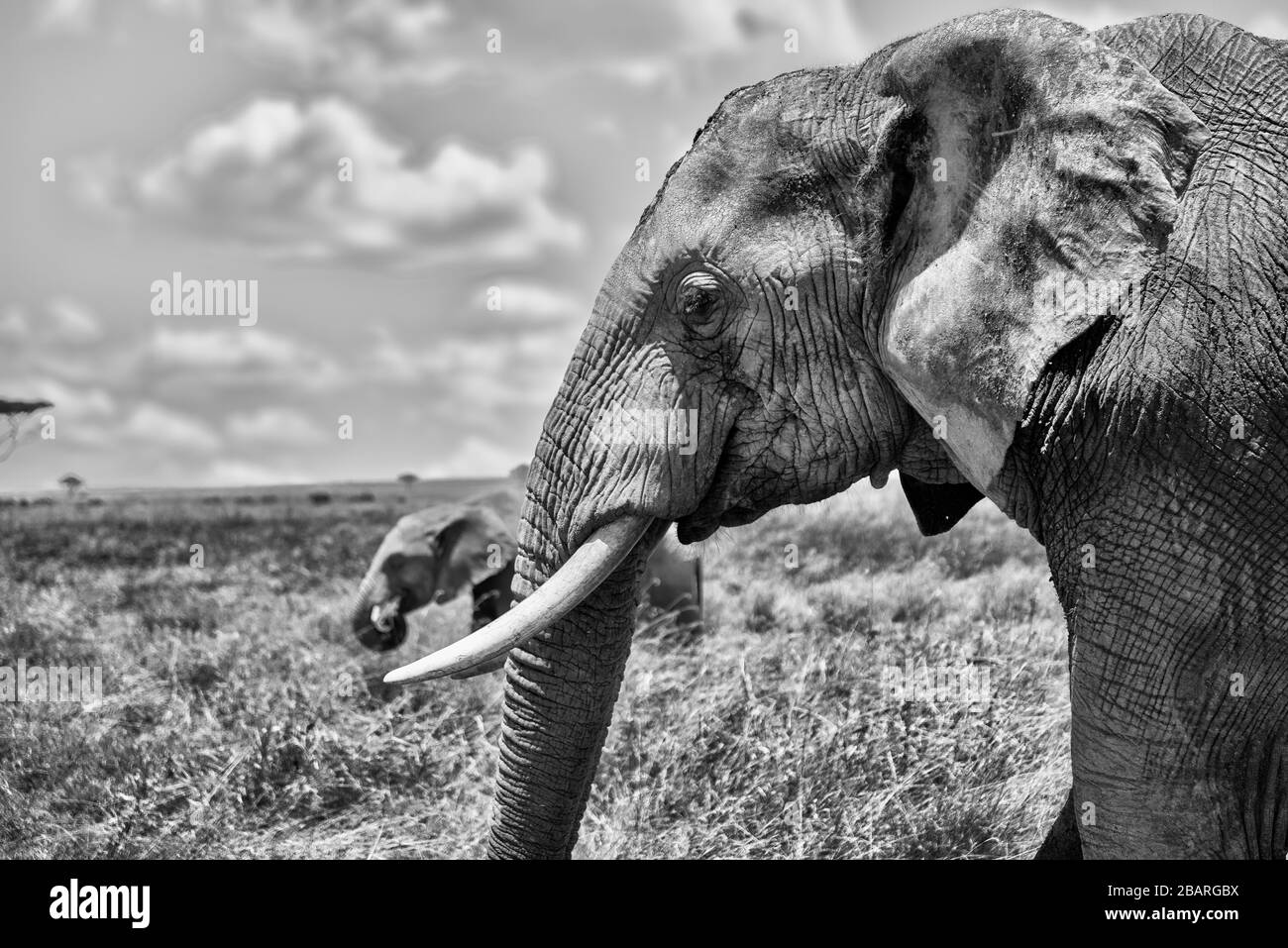 Greyscale closeup shot of the head of a cute elephant in the wilderness ...