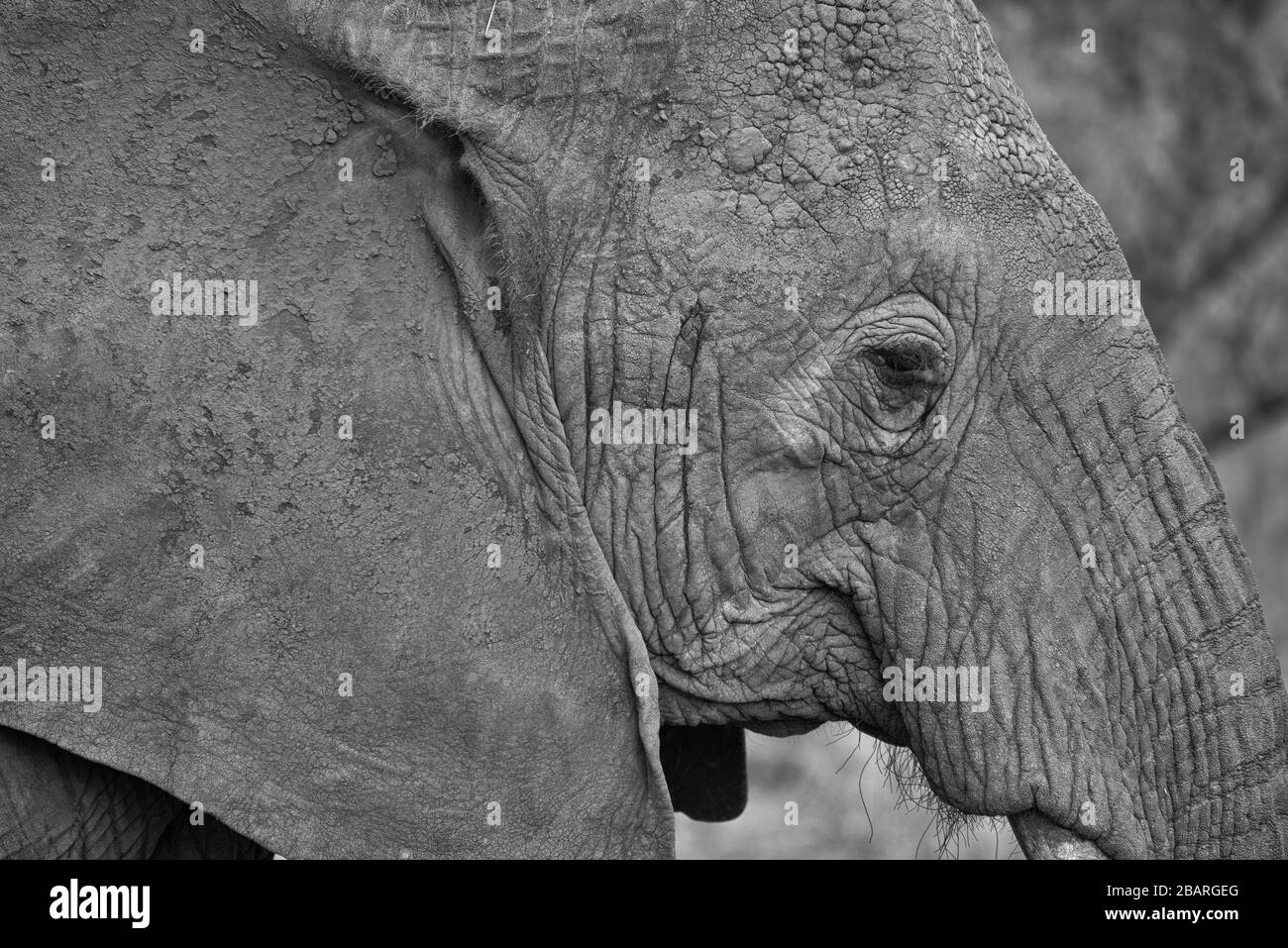 A macro grayscale shot of an elephant's head Stock Photo - Alamy