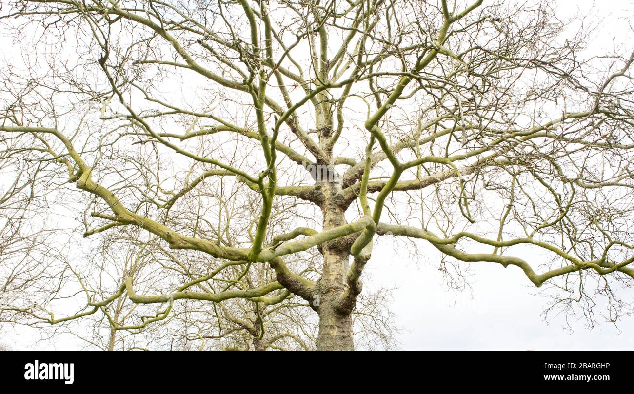 Wide angle image of tree branches Stock Photo - Alamy
