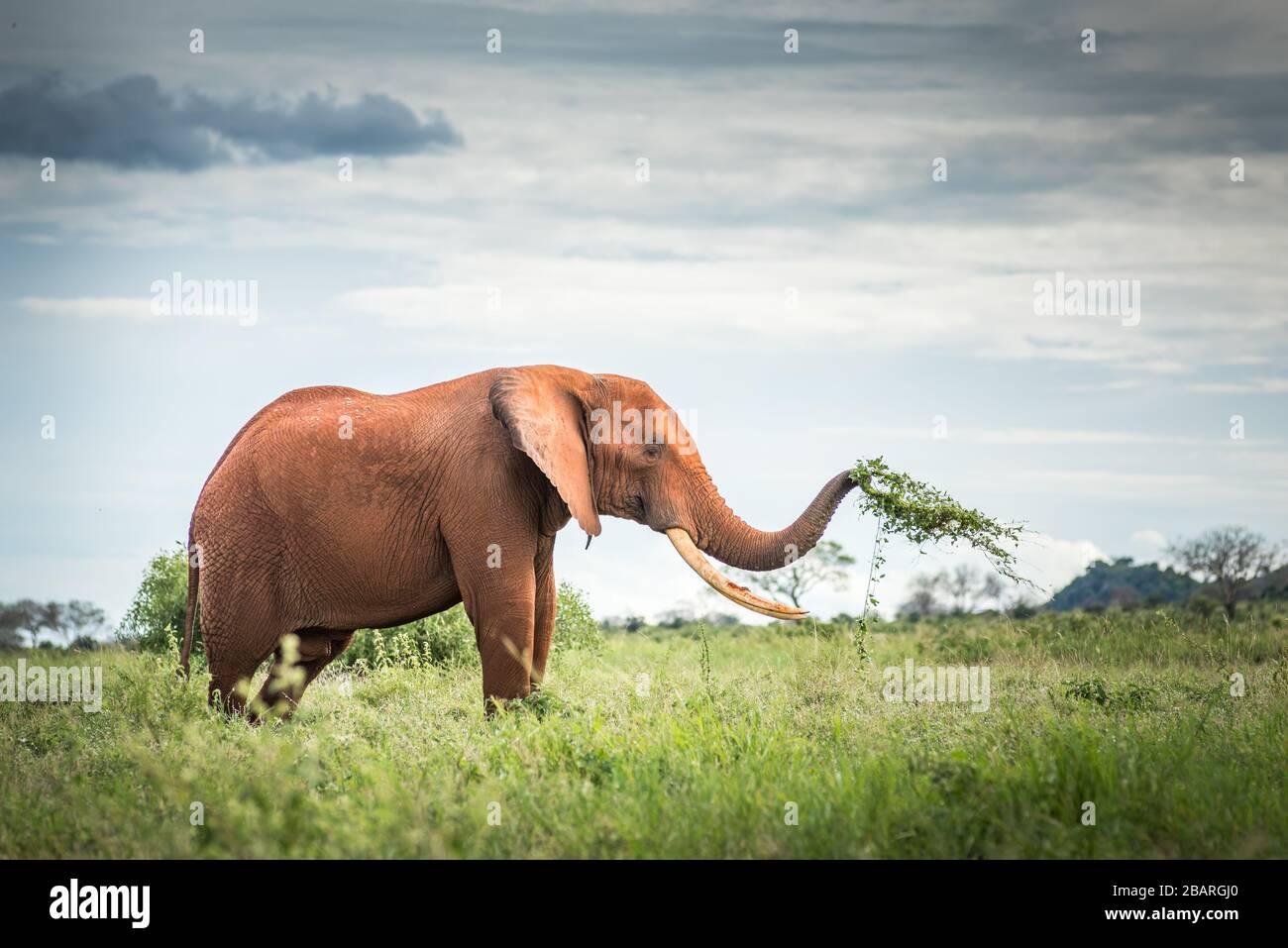 African red elephants in the savanna, travel Africa Kenya safari tours ...