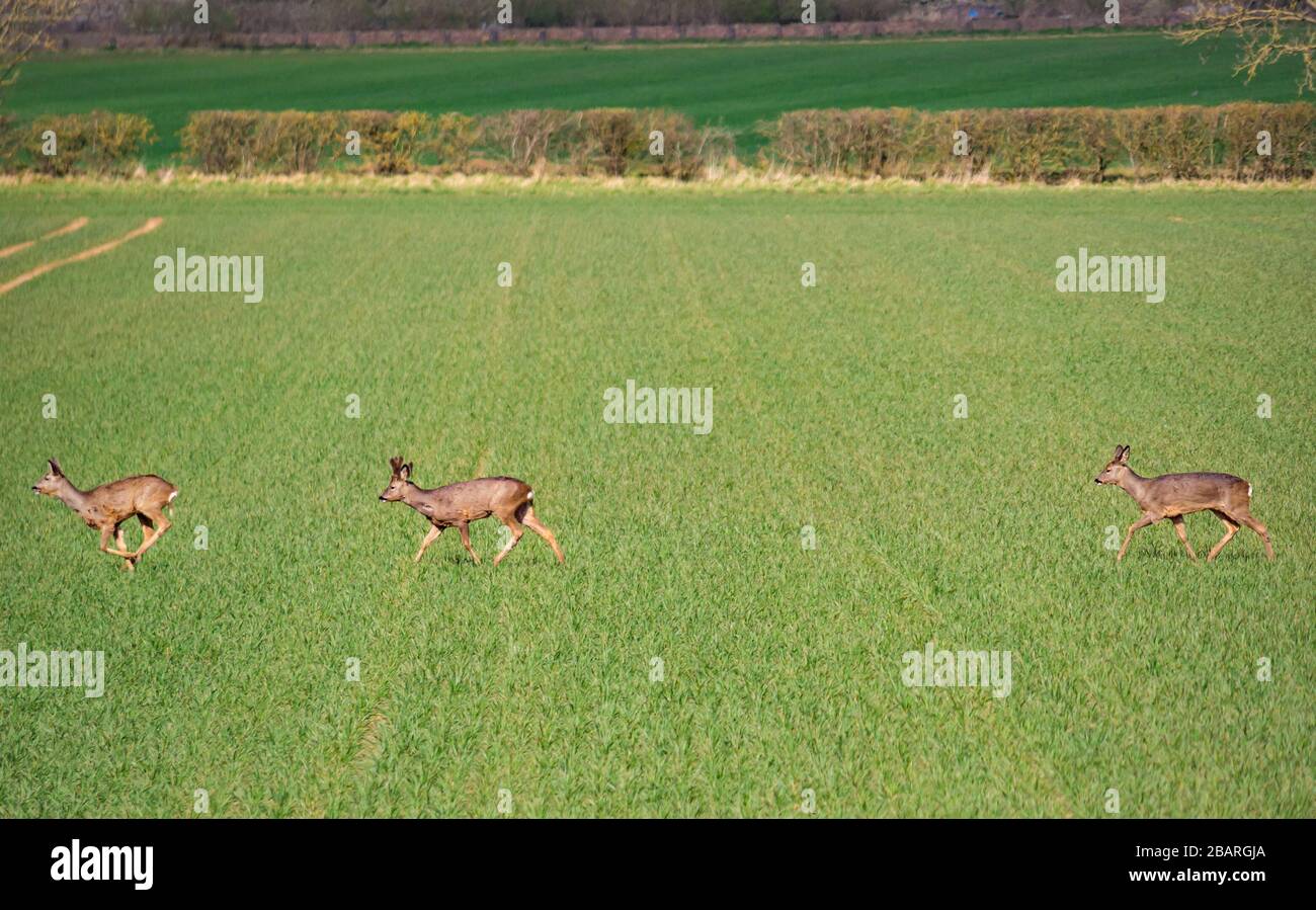 Row deer scotland hi-res stock photography and images - Alamy