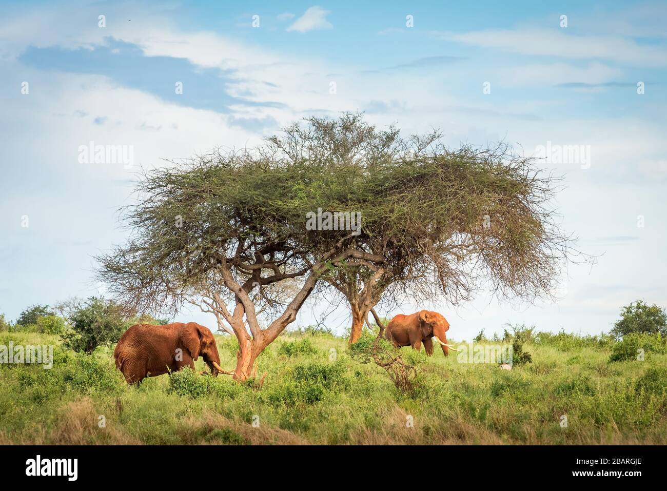 African red elephants in the savanna, travel Africa Kenya safari tours ...