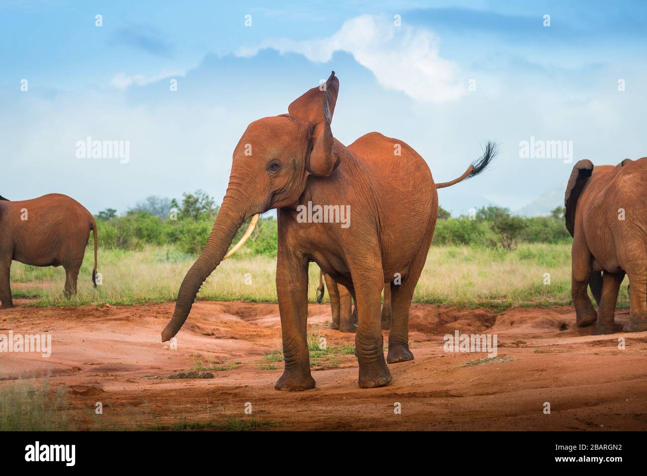 African red elephants in the savanna, travel Africa Kenya safari tours ...