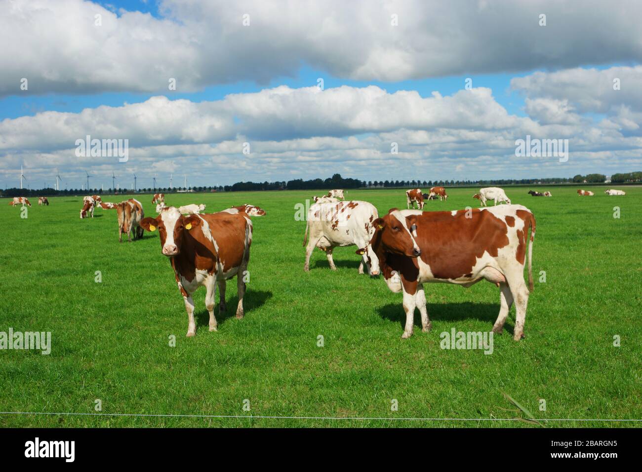 Dutch cows in the meadow during Spring in the Netherlands at ...