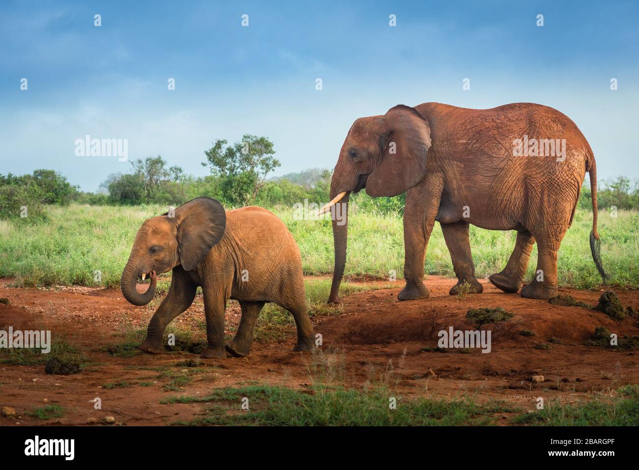 African red elephants in the savanna, travel Africa Kenya safari tours ...