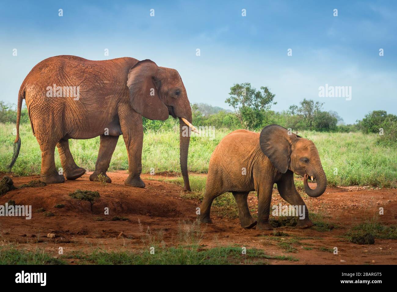 African red elephants in the savanna, travel Africa Kenya safari tours ...