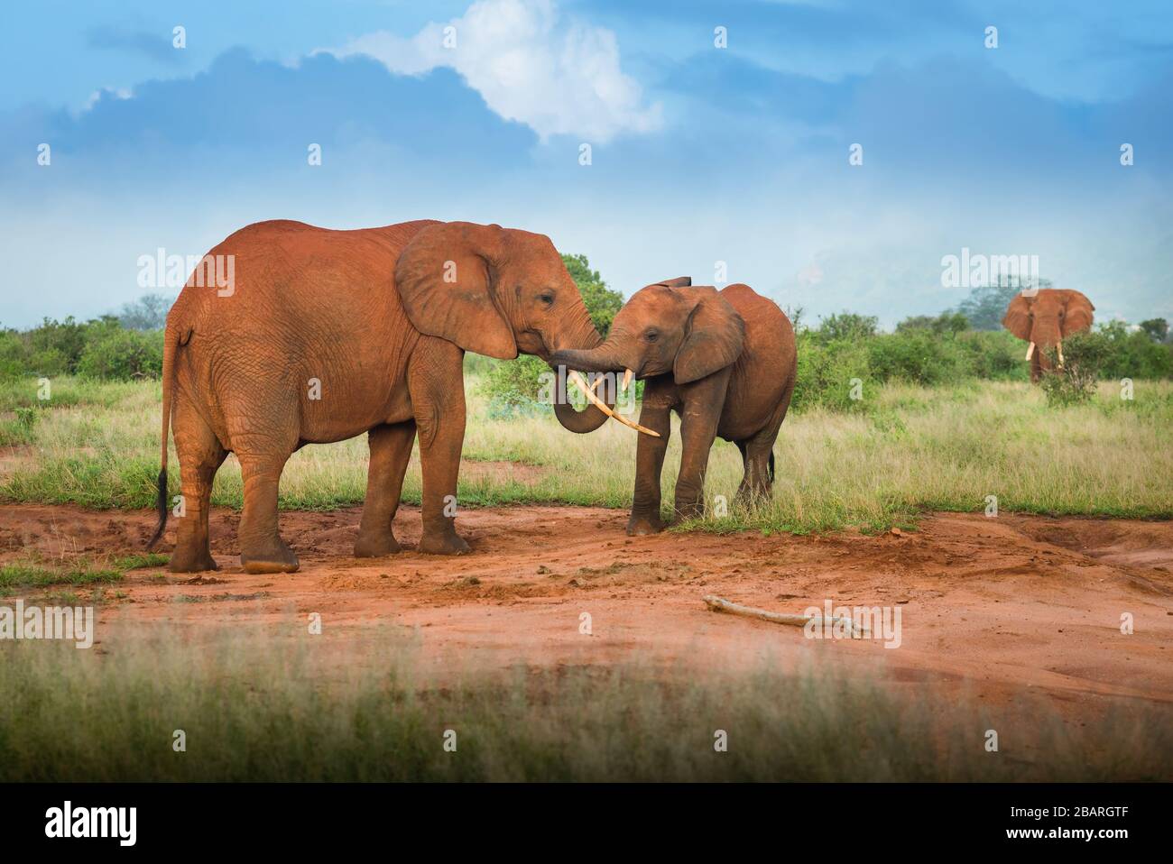 African red elephants in the savanna, travel Africa Kenya safari tours ...