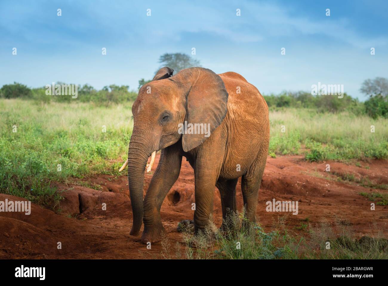 African red elephants in the savanna, travel Africa Kenya safari tours ...