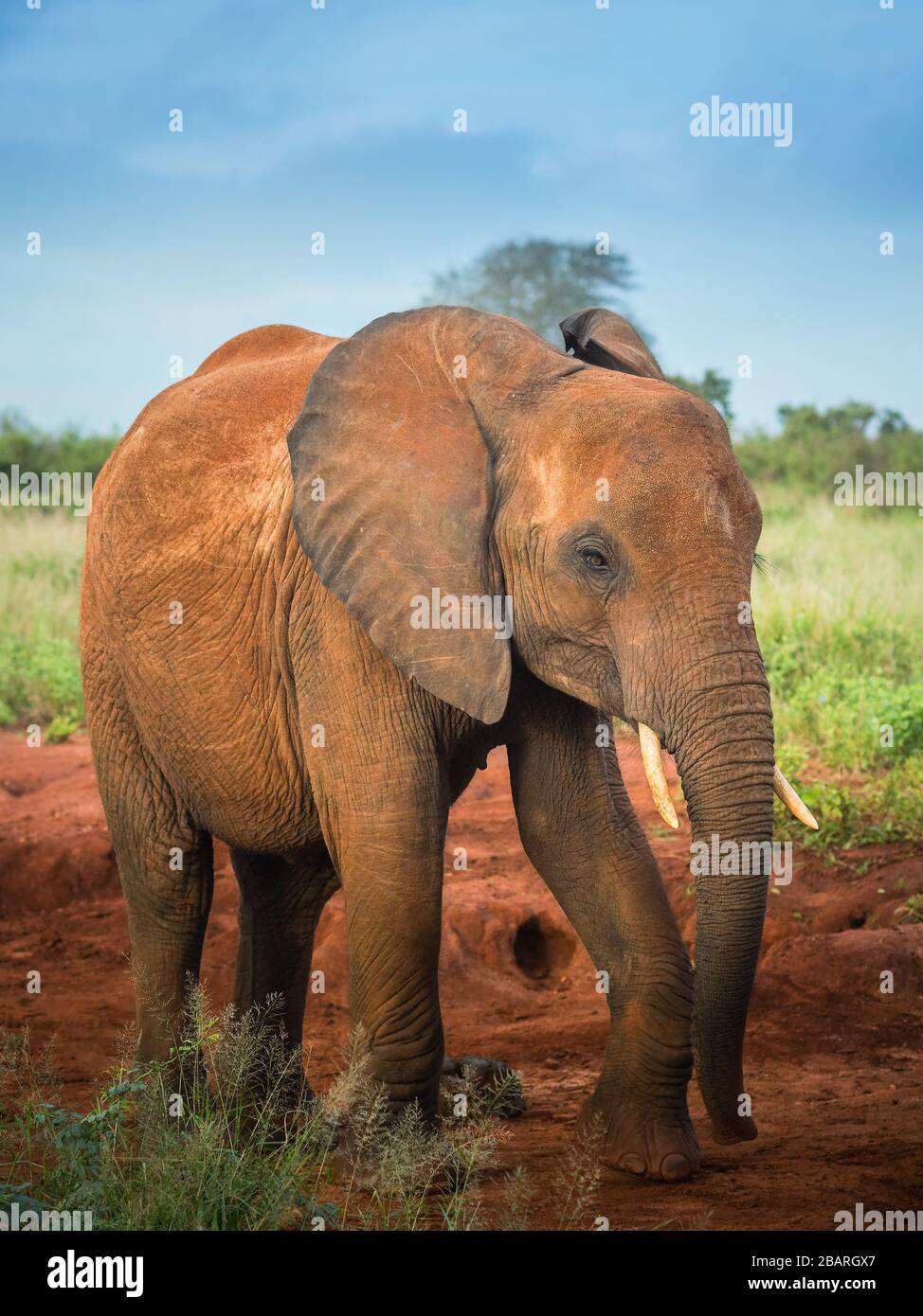 African red elephants in the savanna, travel Africa Kenya safari tours ...