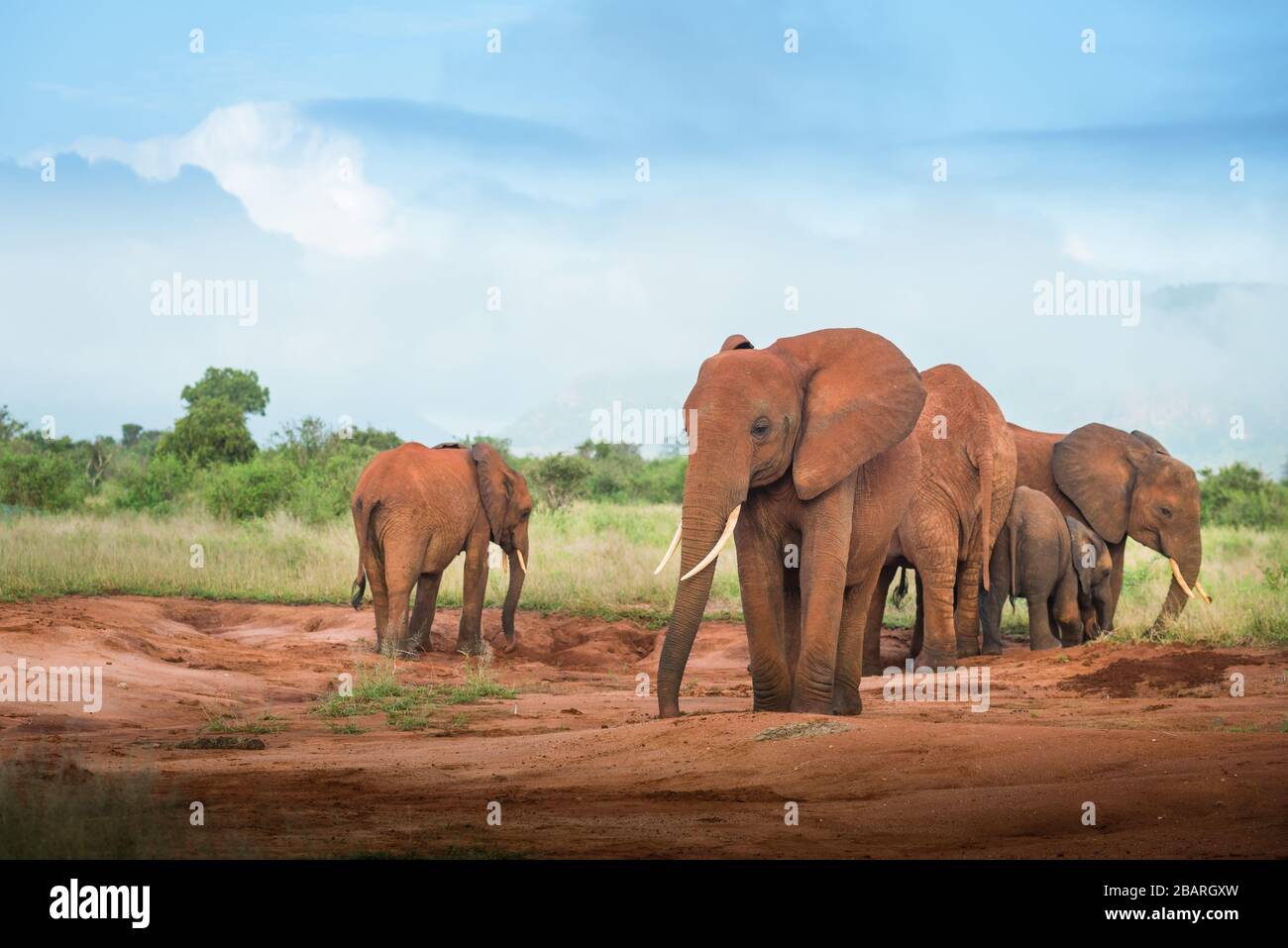African red elephants in the savanna, travel Africa Kenya safari tours ...
