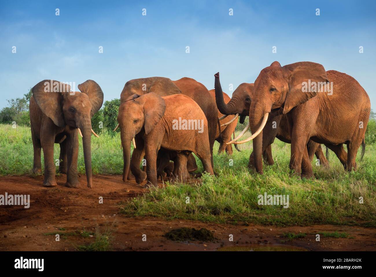 African red elephants in the savanna, travel Africa Kenya safari tours ...