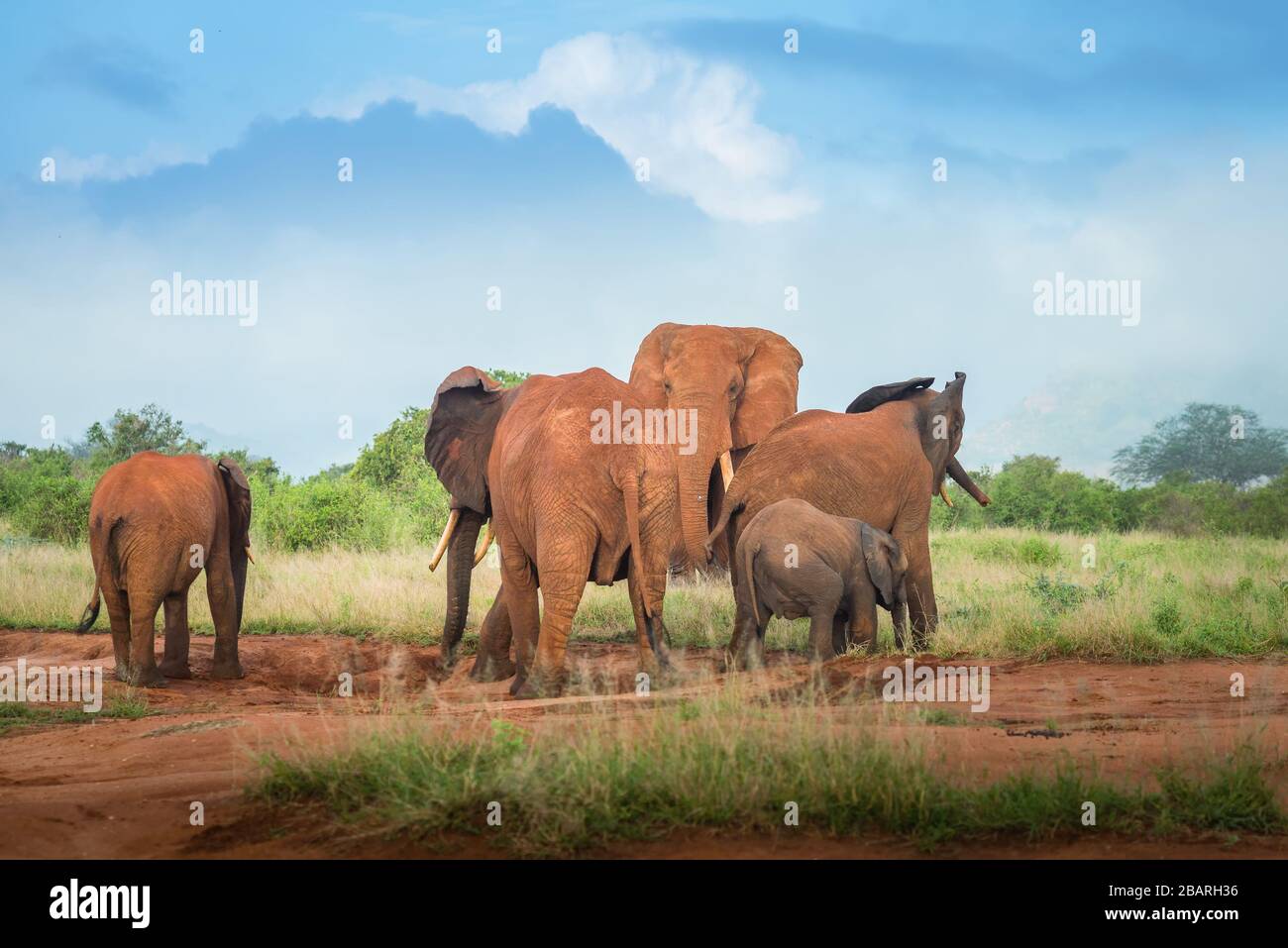 African red elephants in the savanna, travel Africa Kenya safari tours ...