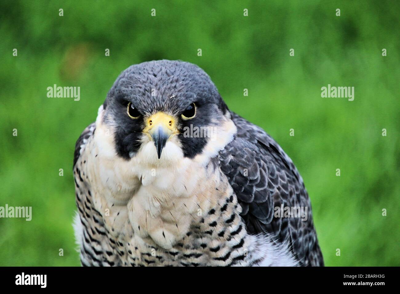 A close up of a Peregrine Falcon Stock Photo - Alamy