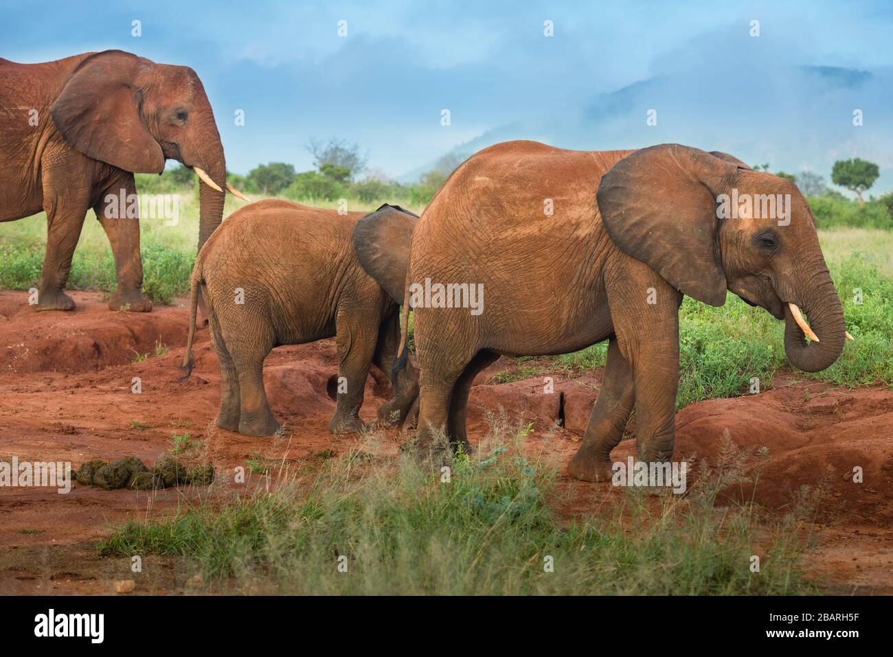 African red elephants in the savanna, travel Africa Kenya safari tours ...