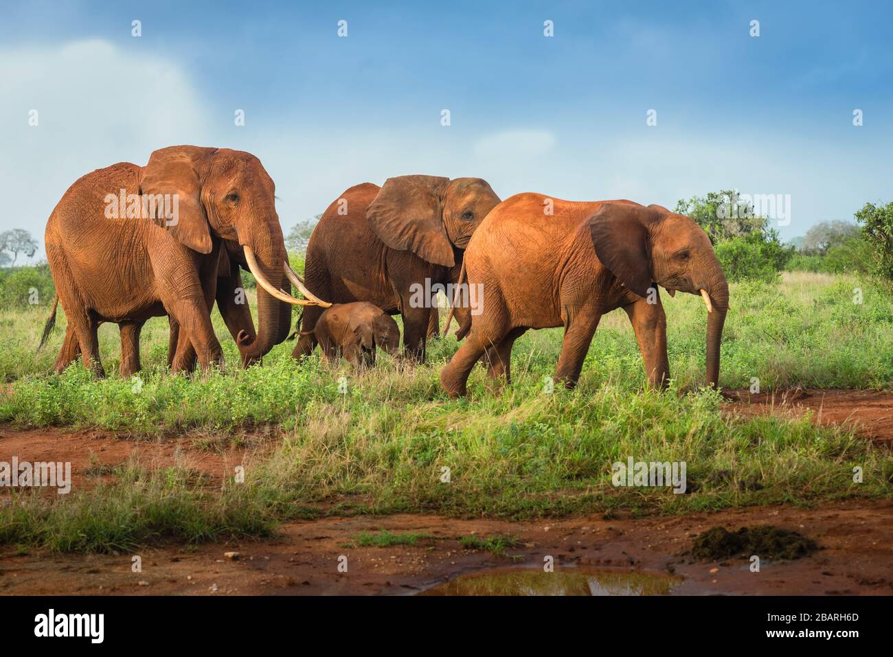 African red elephants in the savanna, travel Africa Kenya safari tours ...