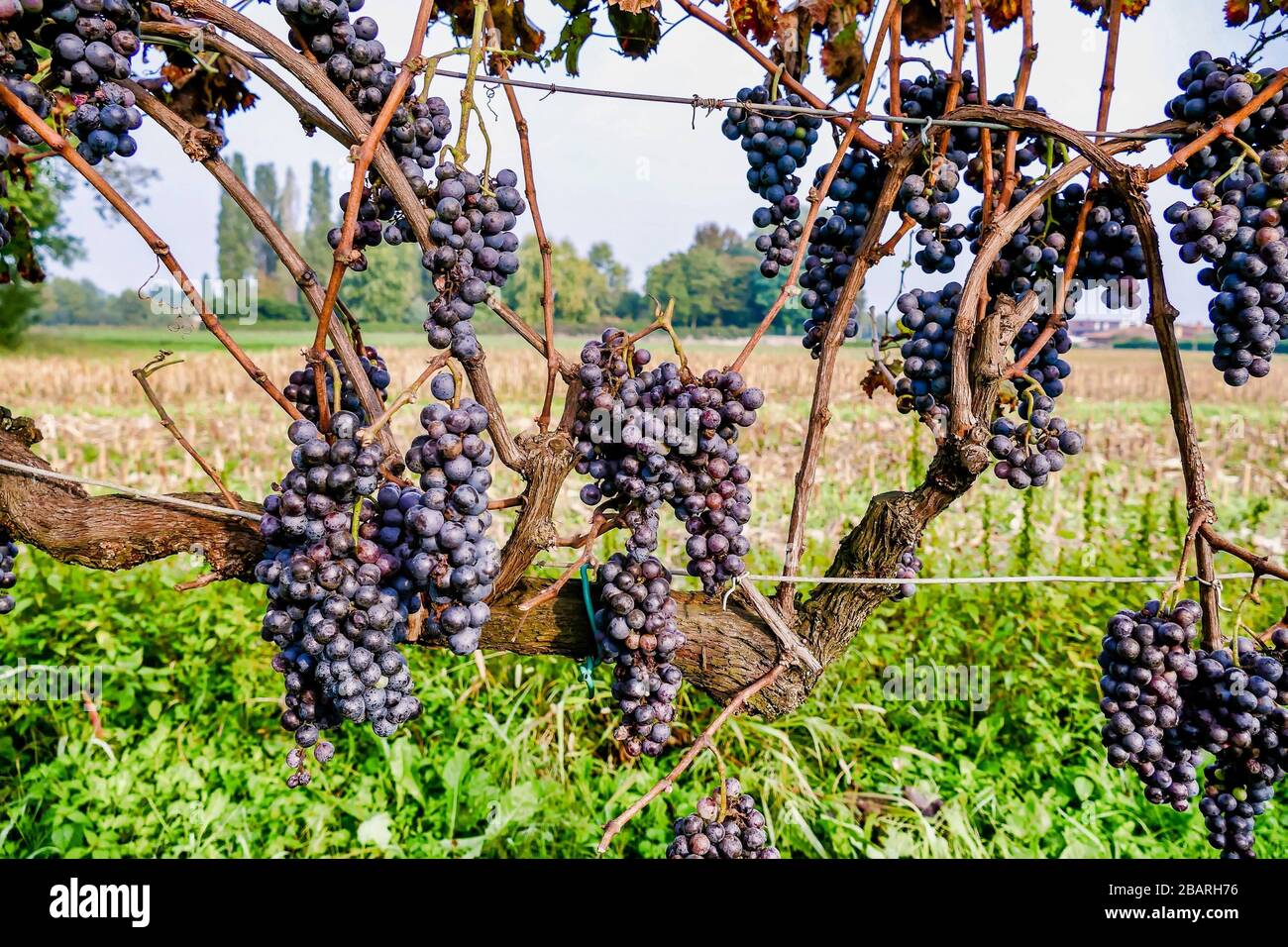 Dark grapes growing on the vines on a large landscape Stock Photo - Alamy