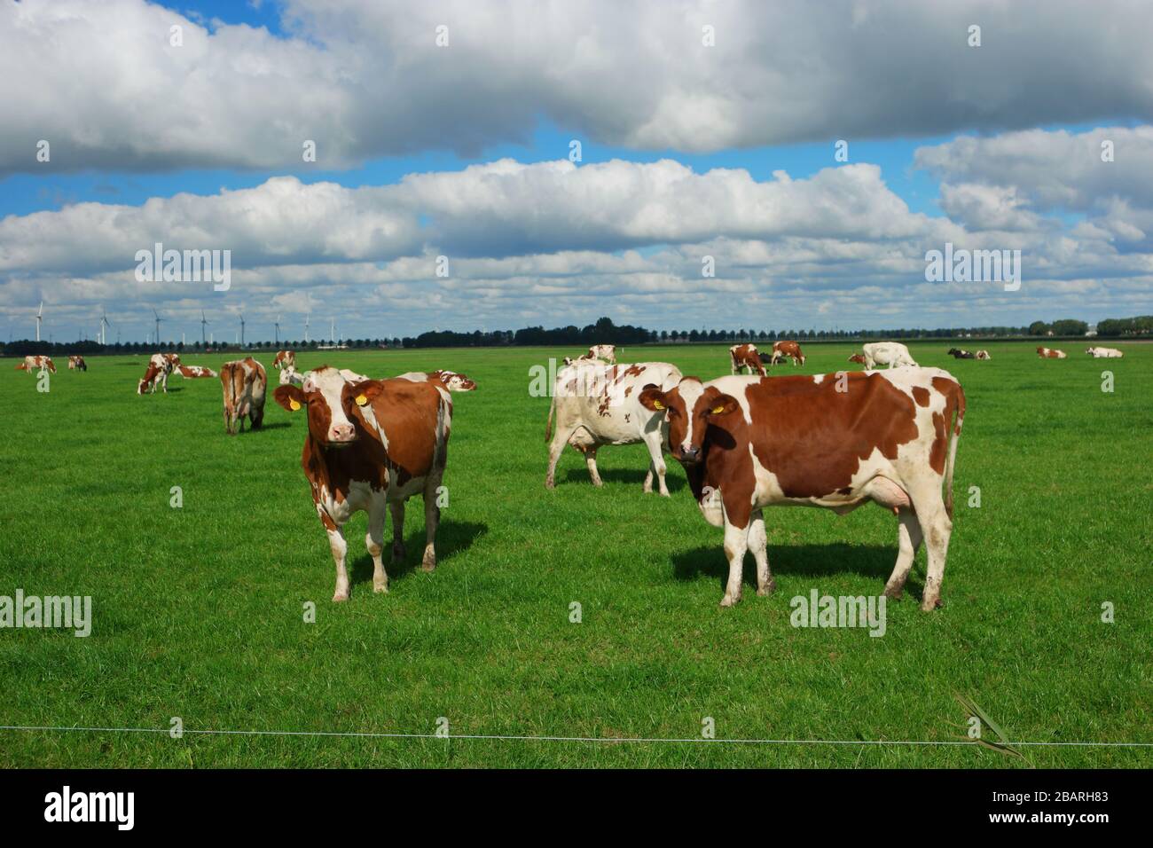 Dutch cows in the meadow during Spring in the Netherlands at ...