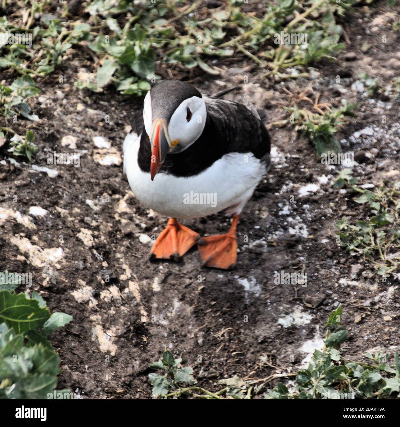 A view of a Puffin on Farne Islands Stock Photo - Alamy