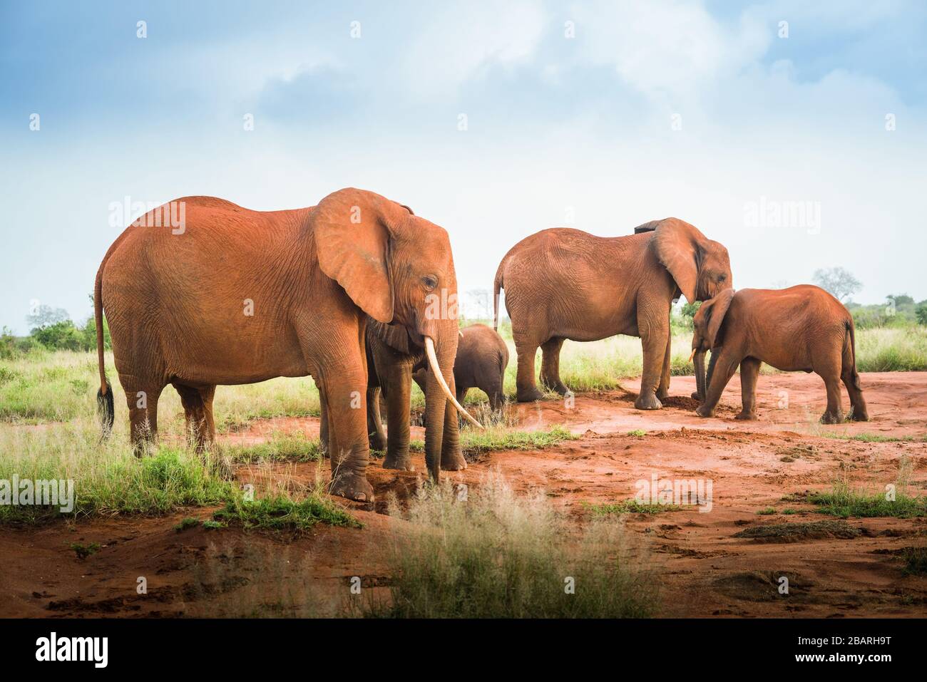 bunch of African red elephants in the savanna, travel Africa Kenya ...