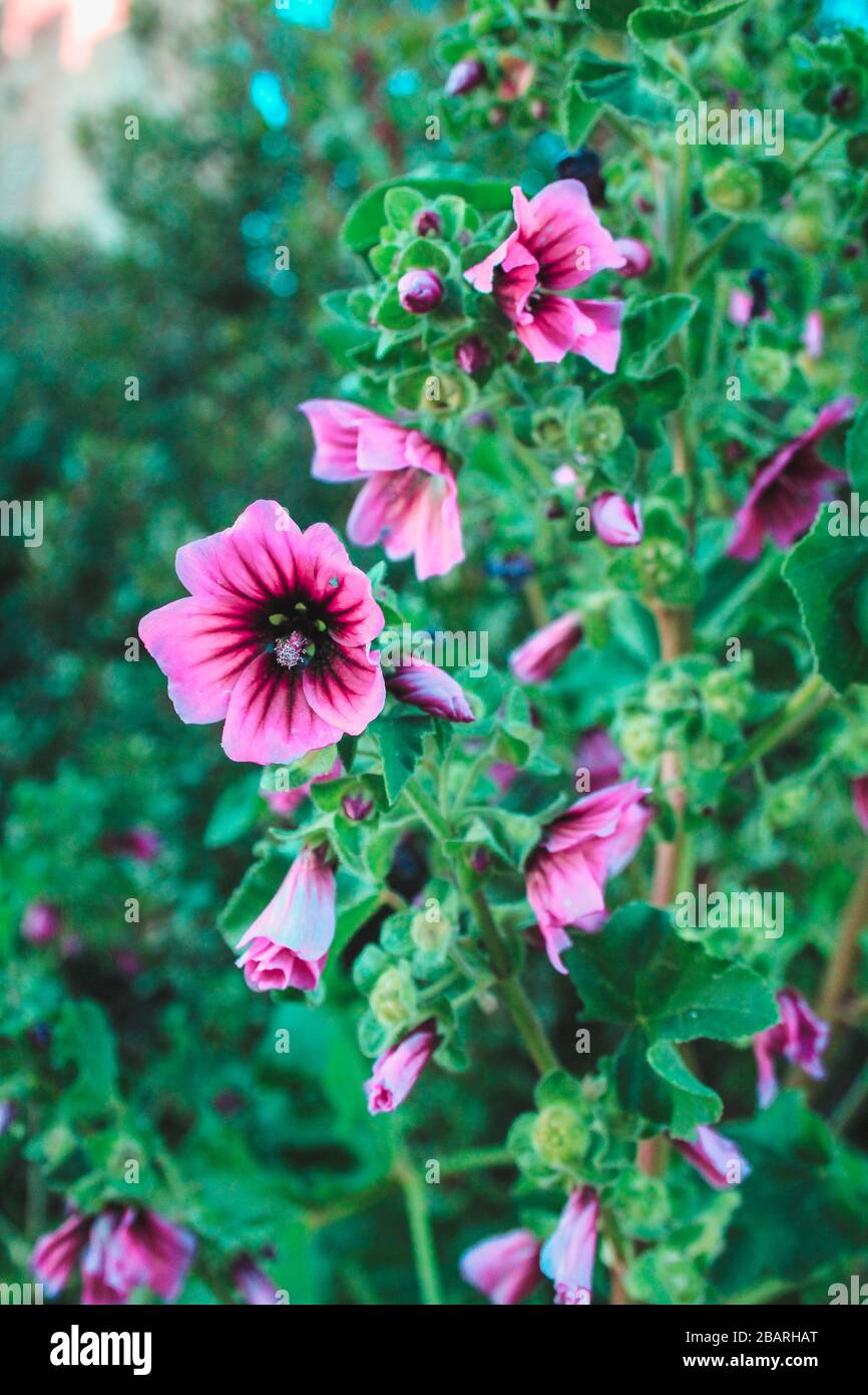 beautiful pink flowers on the island of Mallorca, Spain Stock Photo - Alamy