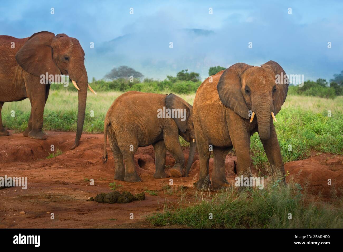bunch of African red elephants in the savanna, travel Africa Kenya ...