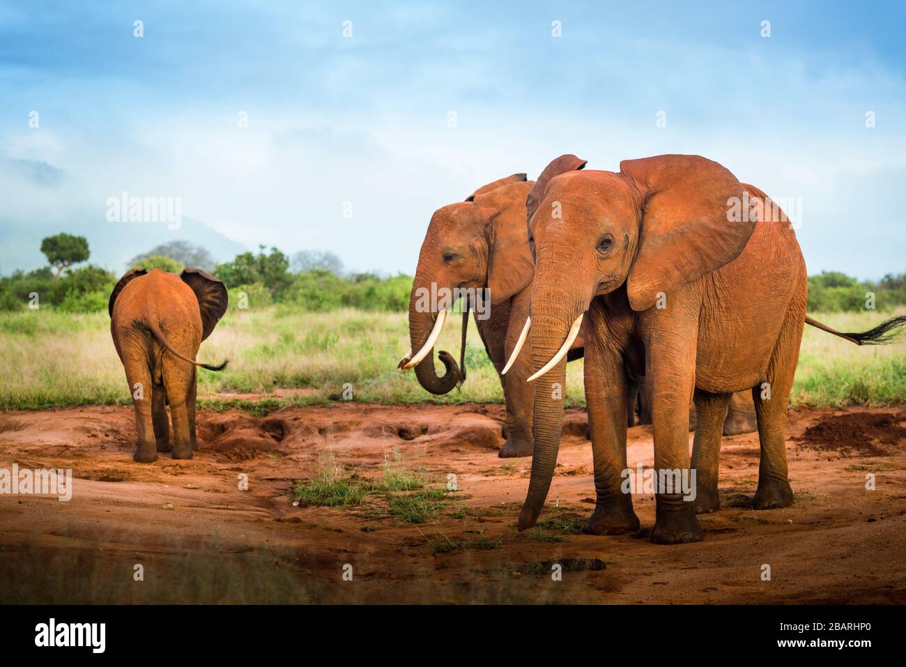 bunch of African red elephants in the savanna, travel Africa Kenya ...
