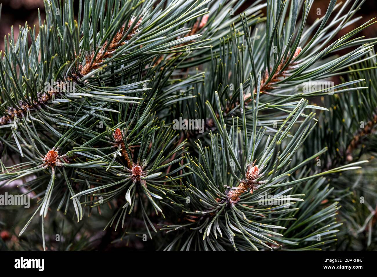 Pine tree texture in Georgia Stock Photo - Alamy