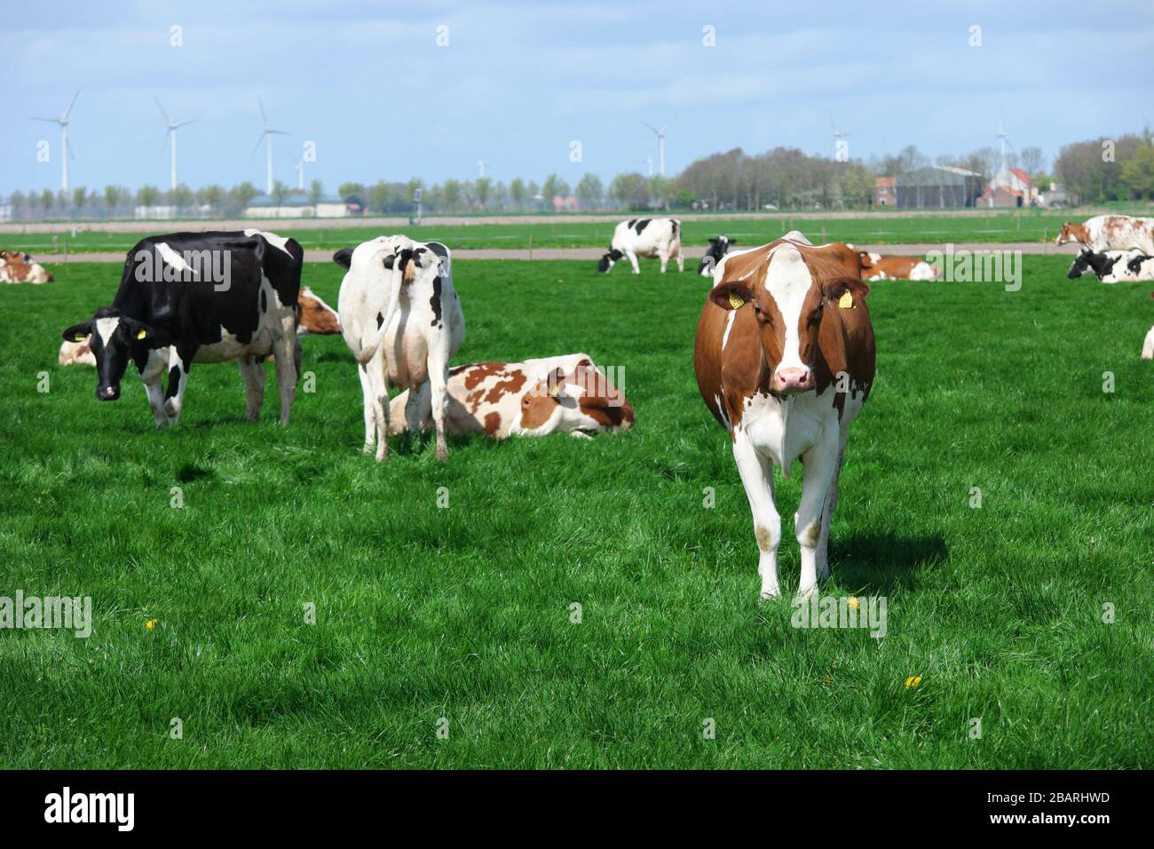 Dutch cows in the meadow during Spring in the Netherlands at ...