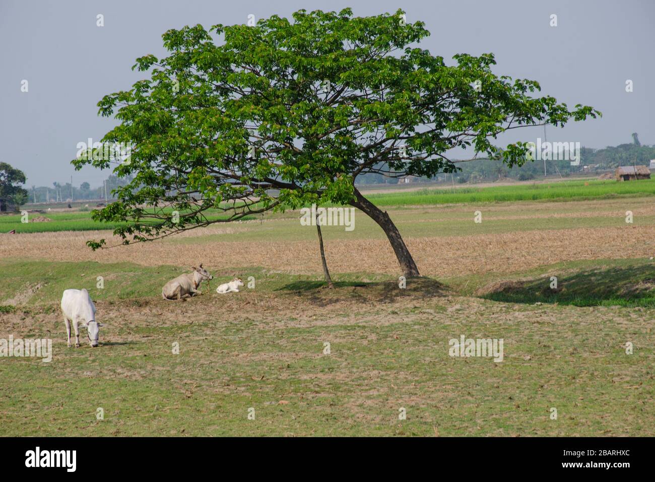 Indian rural landscape hi-res stock photography and images - Alamy