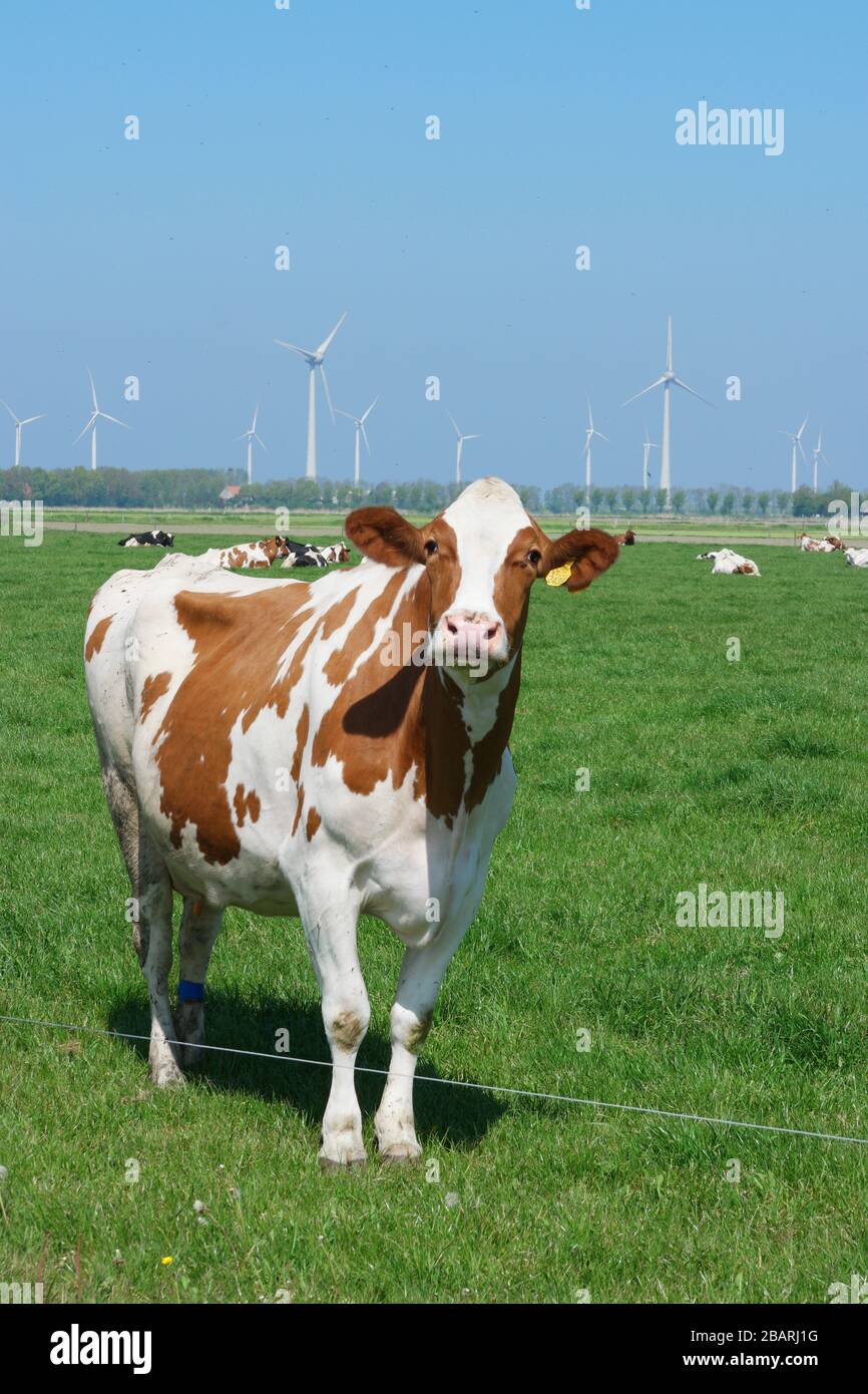 Dutch cows in the meadow during Spring in the Netherlands at ...