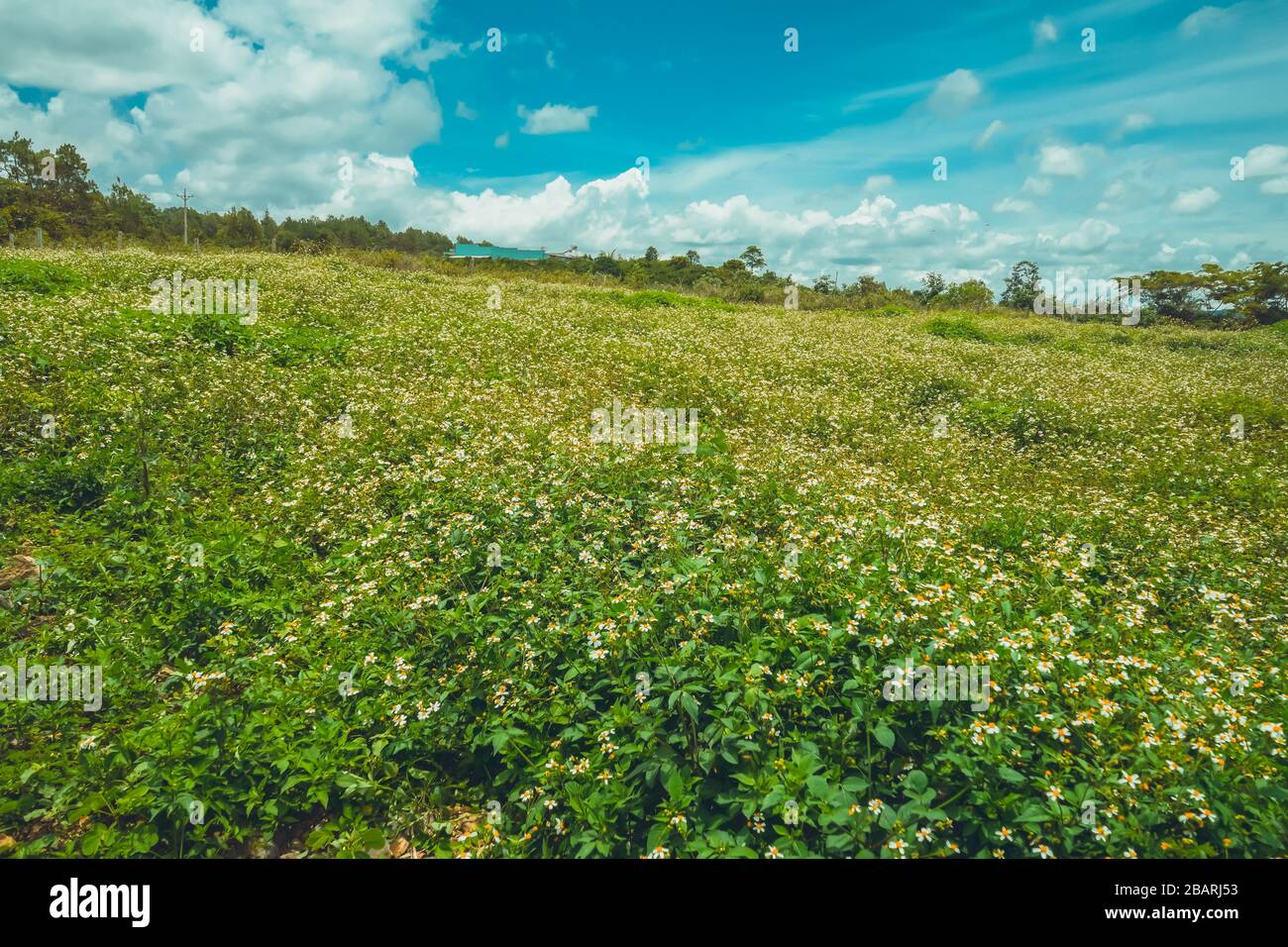 Colorful Flowers Collection in Da Lat Stock Photo - Alamy