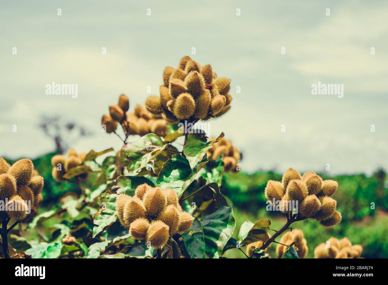 Colorful Flowers Collection in Da Lat Stock Photo - Alamy