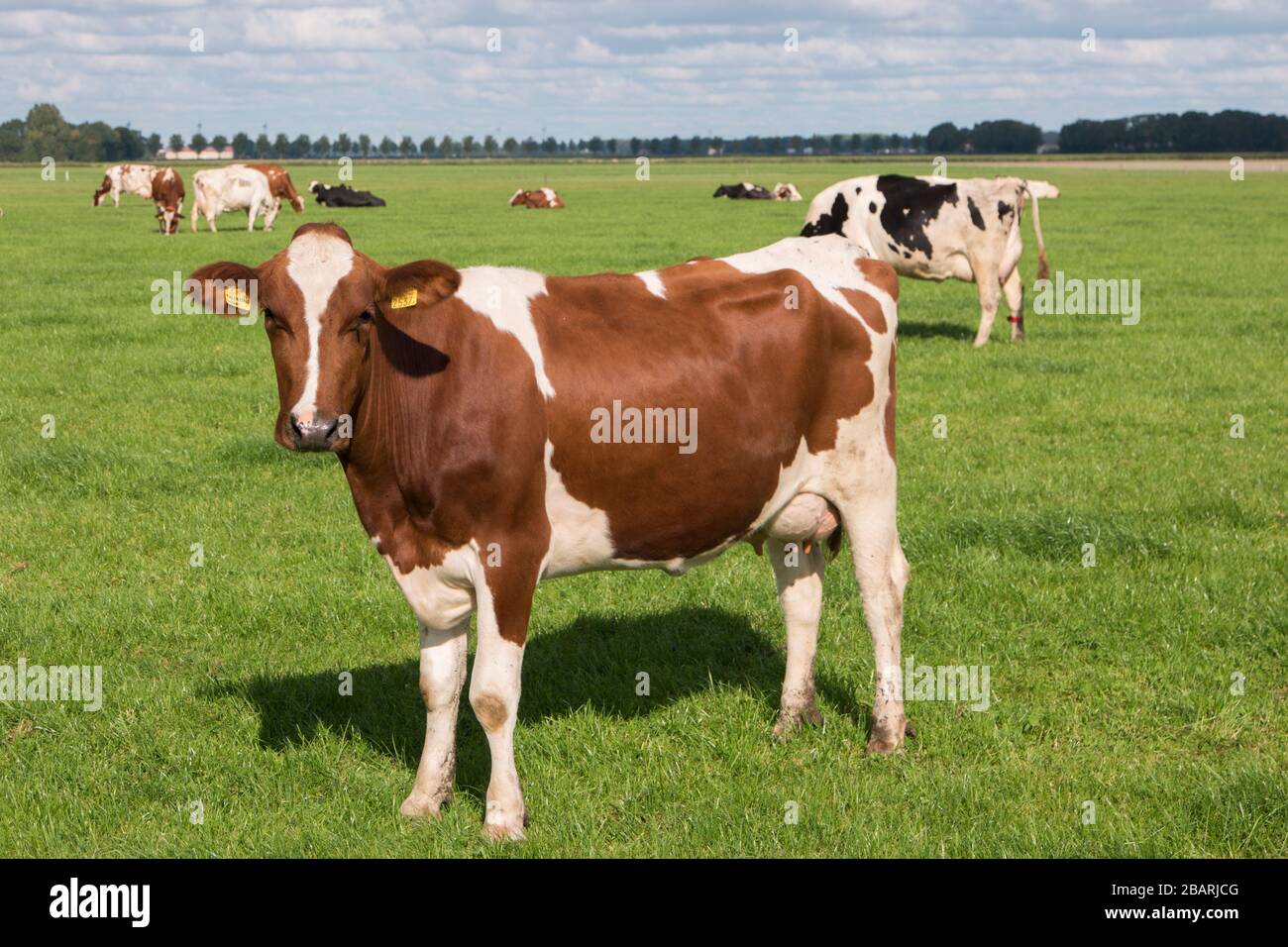 Dutch cows in the meadow during Spring in the Netherlands at ...