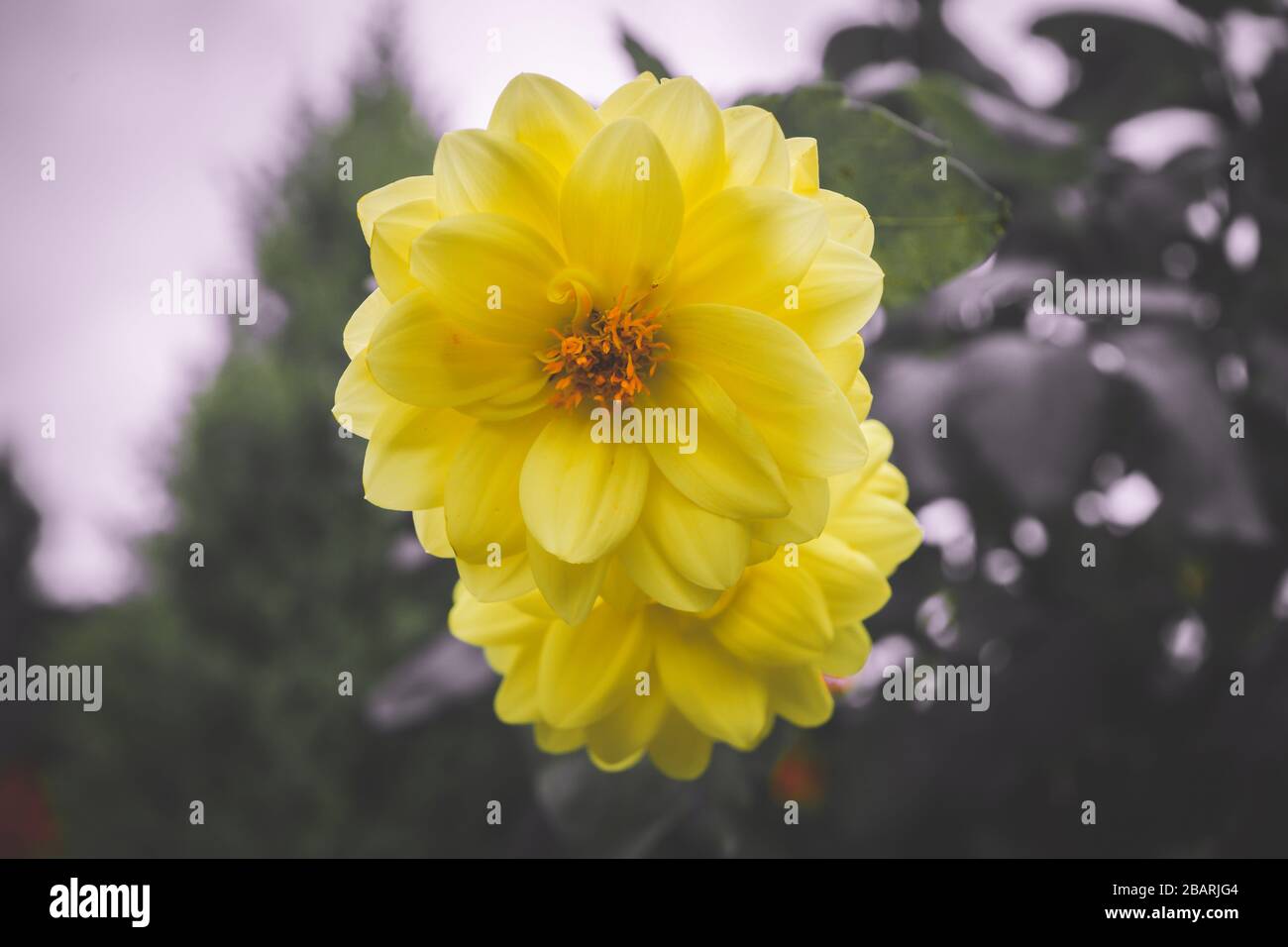 Colorful Flowers Collection in Da Lat Stock Photo - Alamy