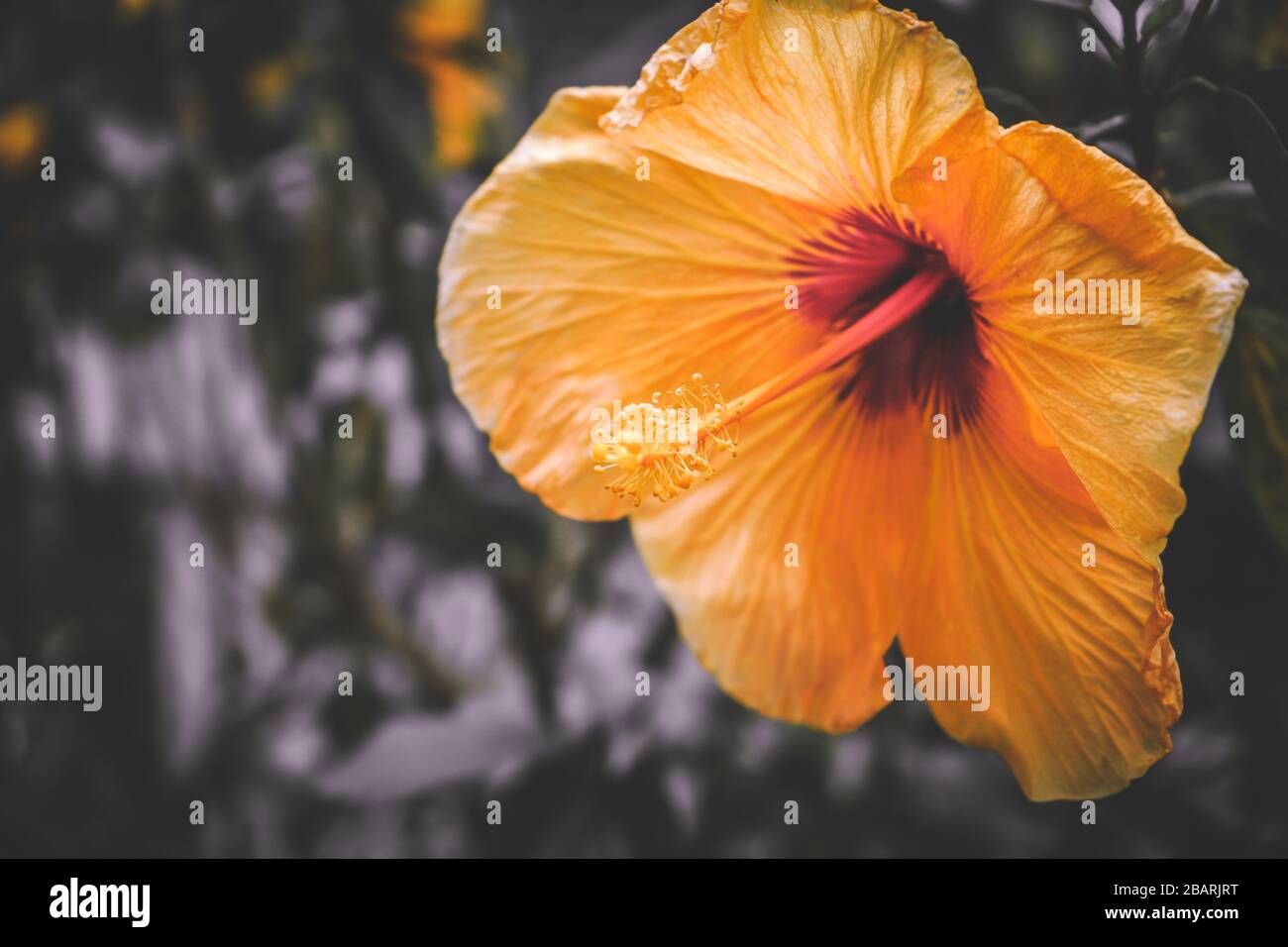 Colorful Flowers Collection in Da Lat Stock Photo - Alamy