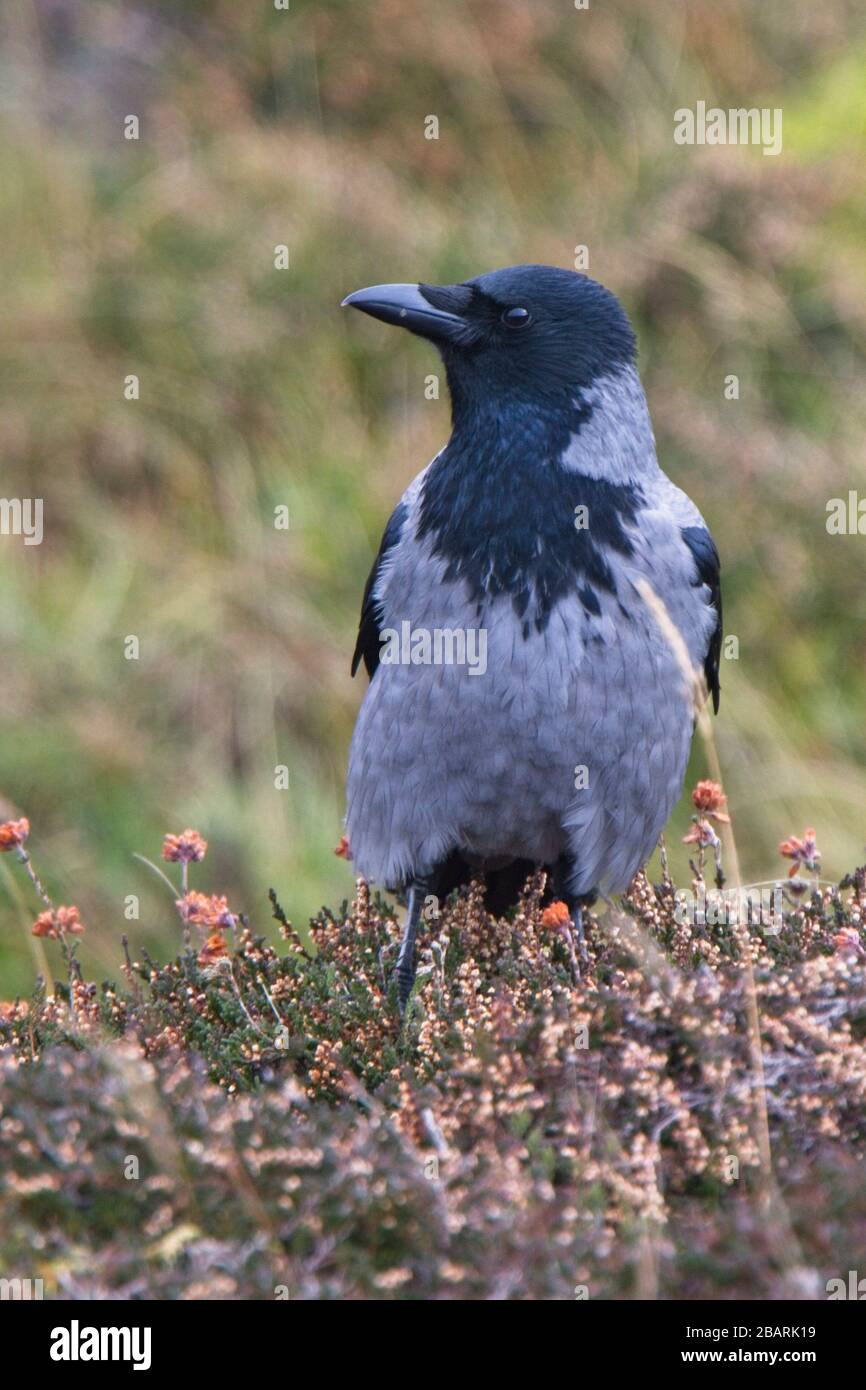 Hooded crow scotland hi-res stock photography and images - Alamy