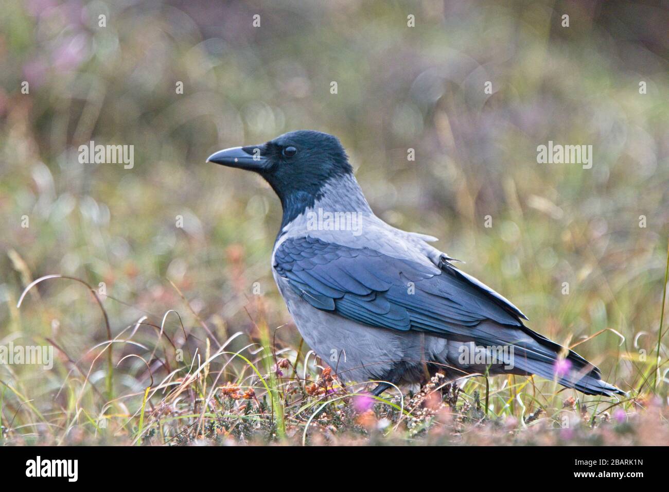 Hooded crow scotland hi-res stock photography and images - Alamy