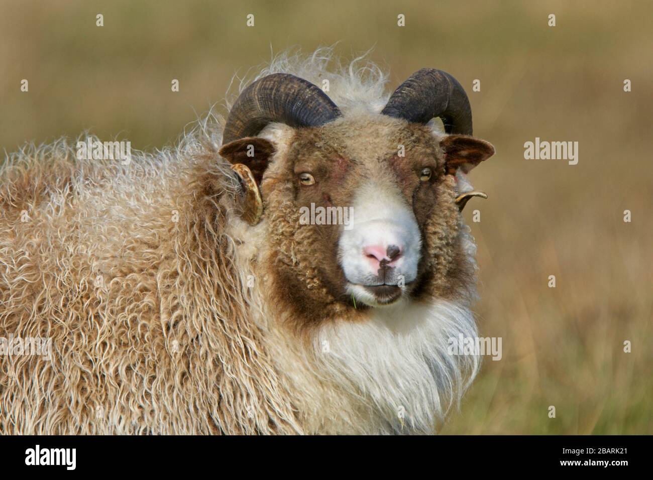 Fleece female farming domesticated hi-res stock photography and images ...