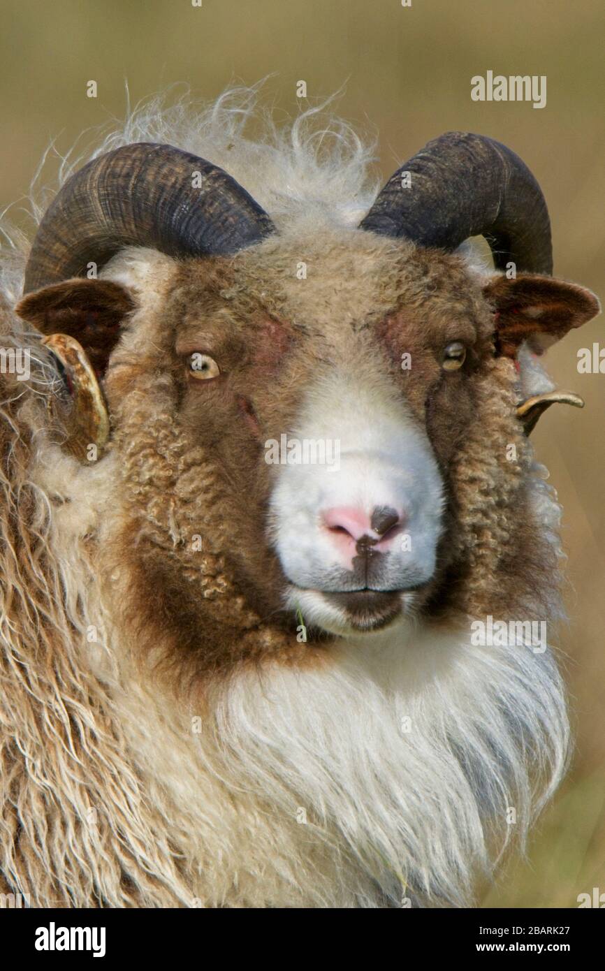 Shetland farm hi-res stock photography and images - Alamy