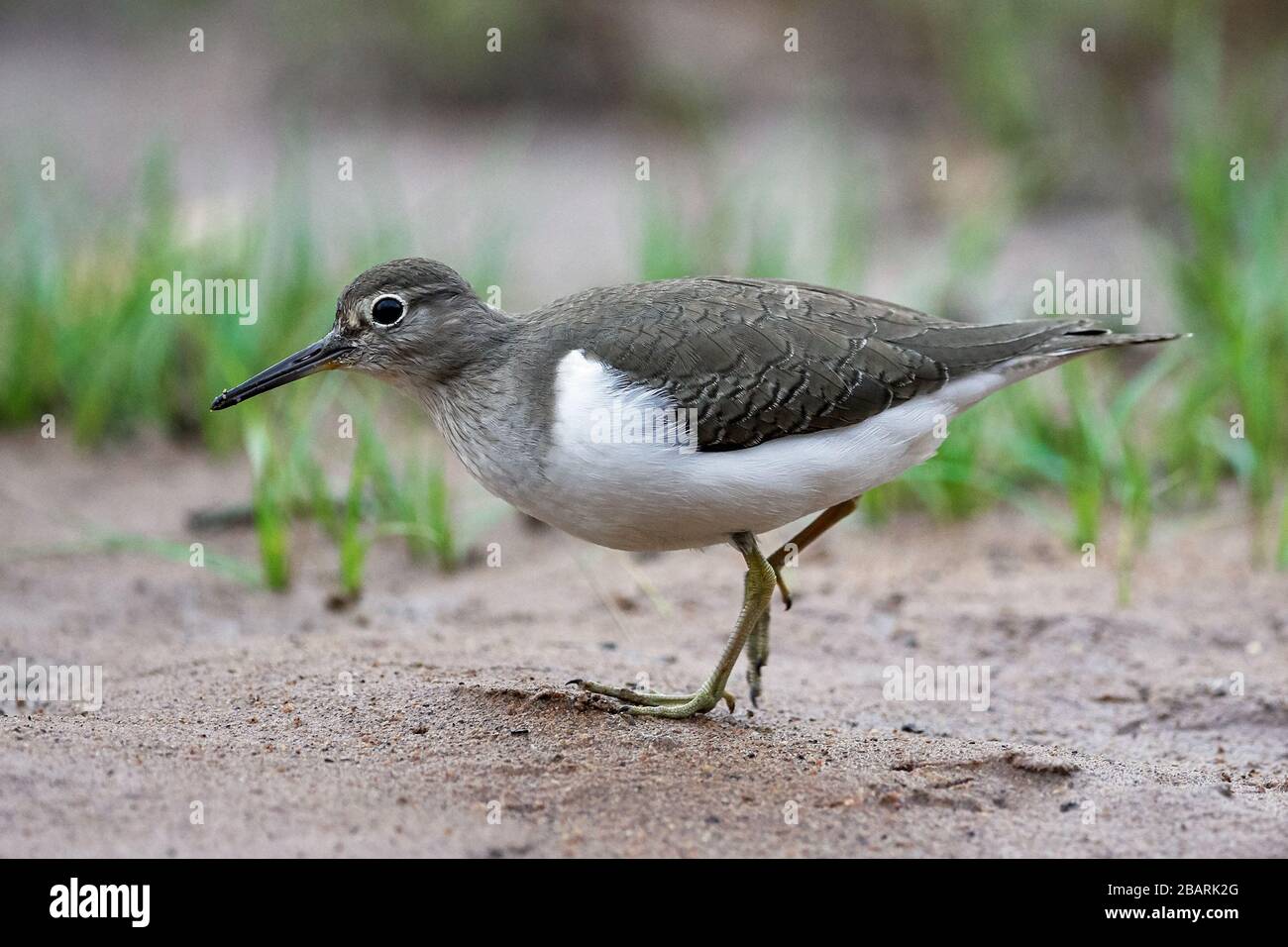 Common sandpiper in its natural habitat in Senegal Stock Photo - Alamy