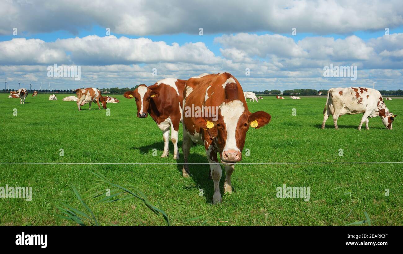 Dutch cows in the meadow during Spring in the Netherlands at ...