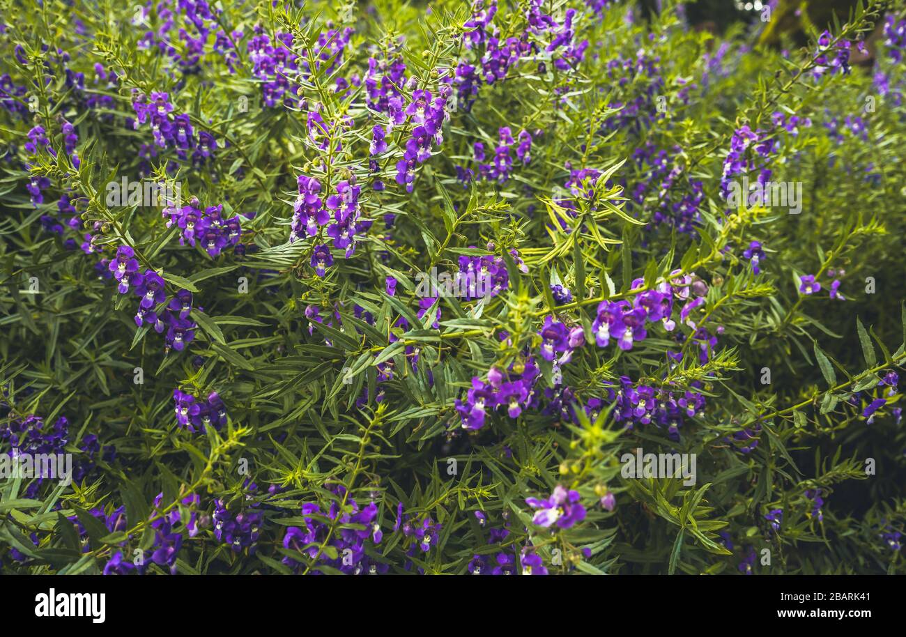 Beautiful colorful flowers in garden Stock Photo - Alamy